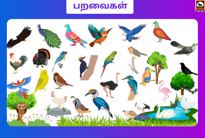 Birds Names in Tamil | பறவைகள் |பறவைகளின் பெயர்கள்