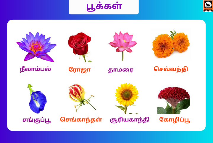 Flowers Names in Tamil | பூக்கள் | மலர்கள் Flowers Chart