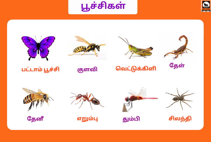 Insects names in tamil Archives - Simma Book Store